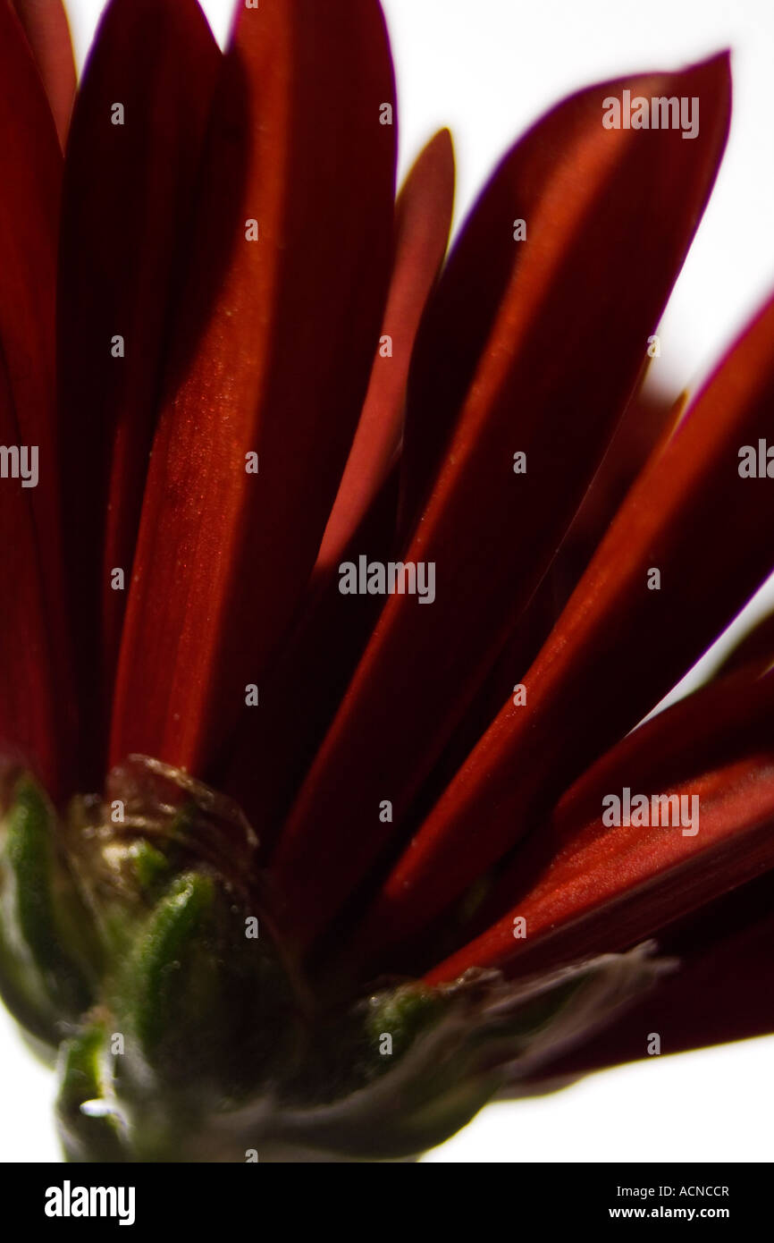 red aster flower on white background Stock Photo - Alamy
