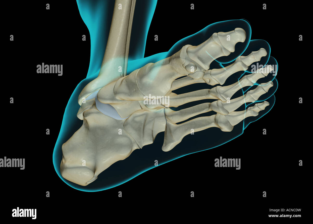 Cuneiform bones hi-res stock photography and images - Alamy