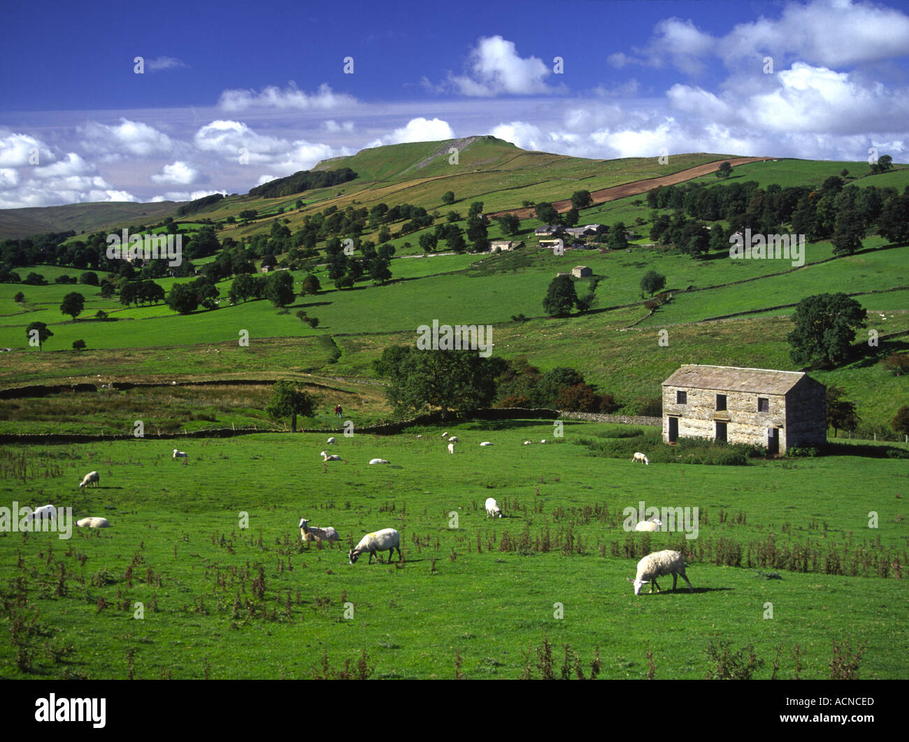 Bainbridge High Pasture Upper Wensleydale Yorkshire Dales England Stock ...