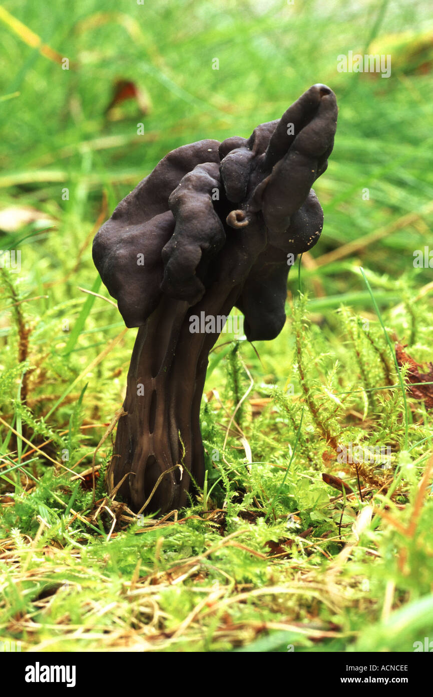 Black Helvella Helvella lacunosa Stock Photo - Alamy