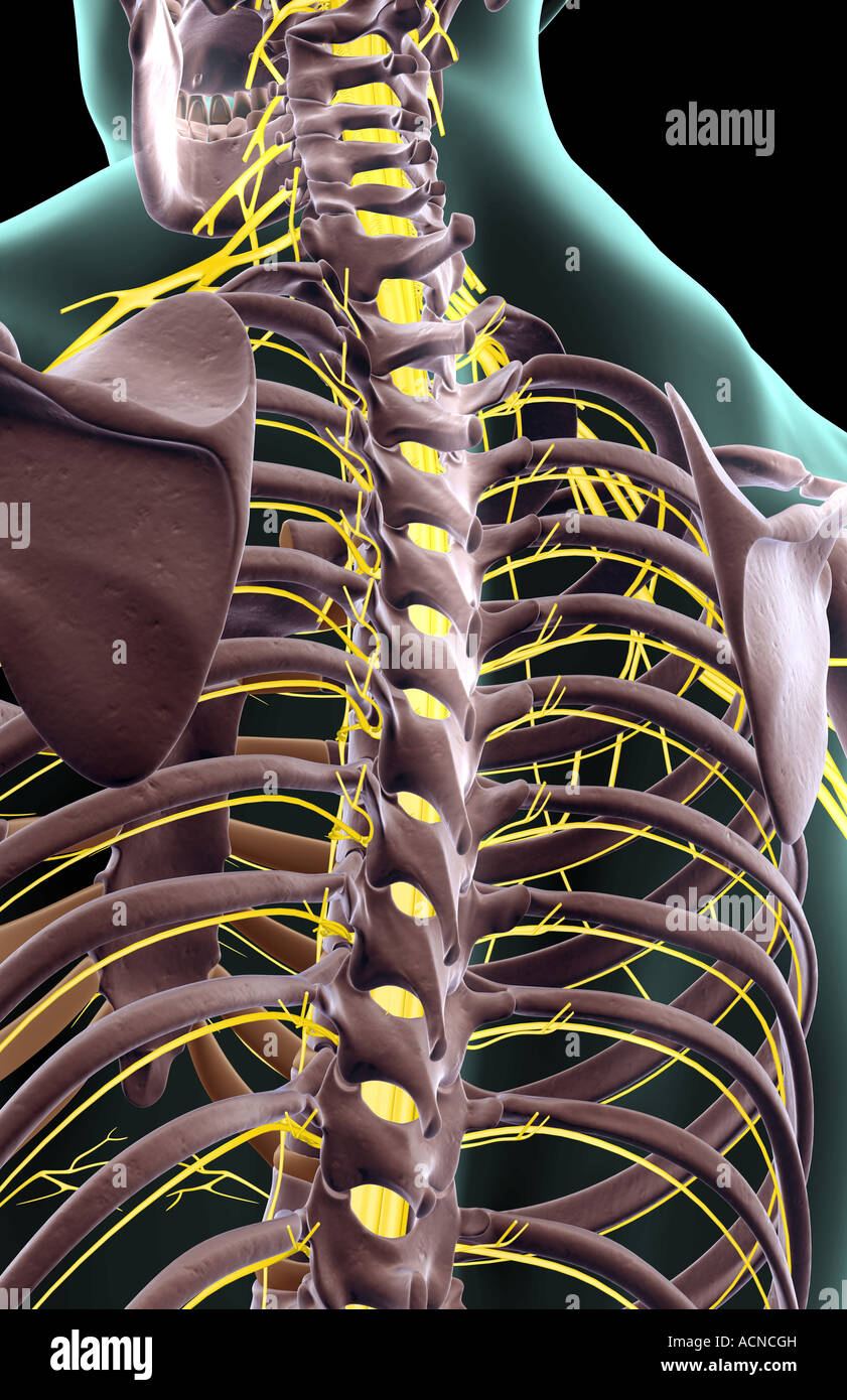 The nerves of the upper body Stock Photo - Alamy