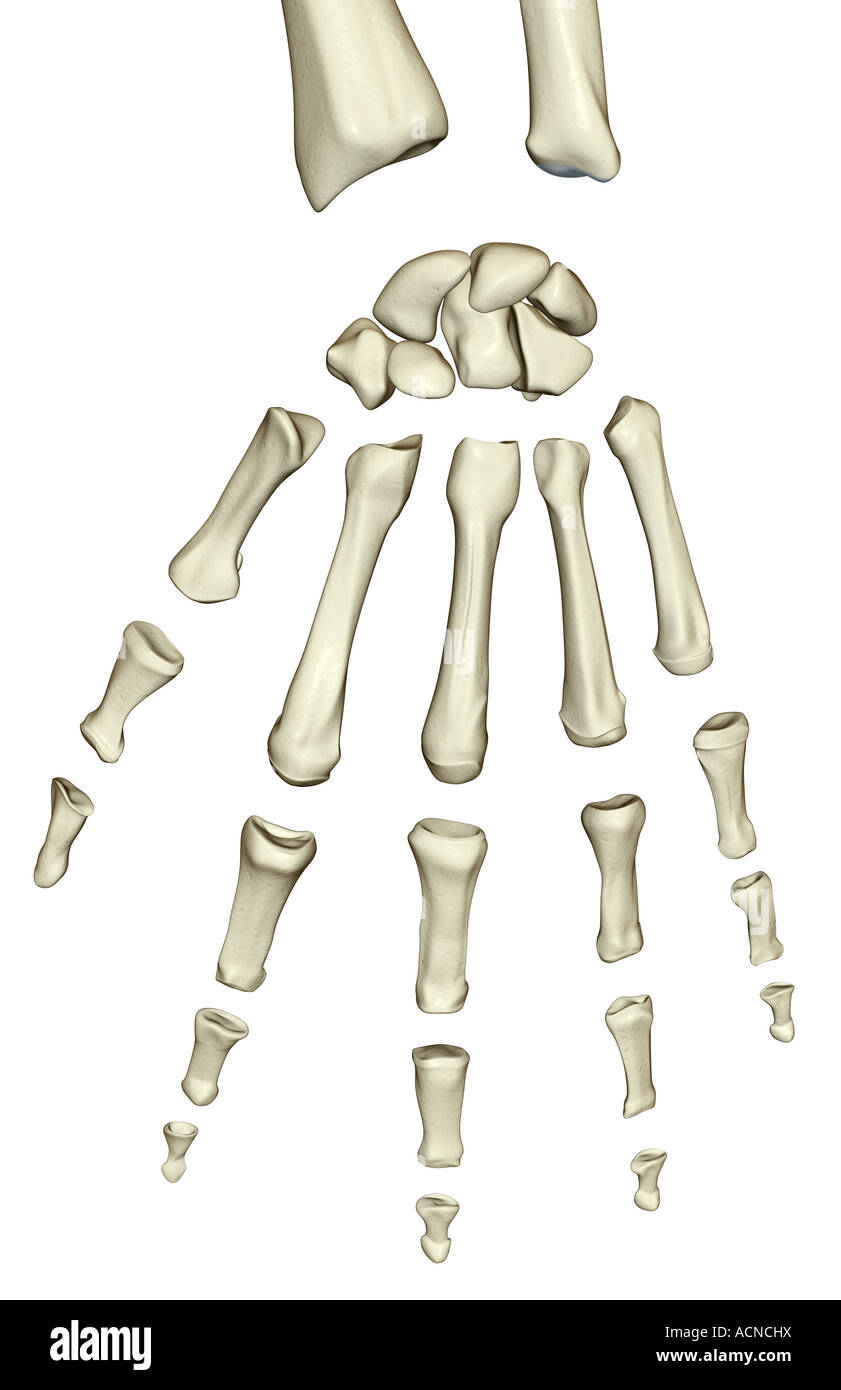 The bones of the hand Stock Photo - Alamy