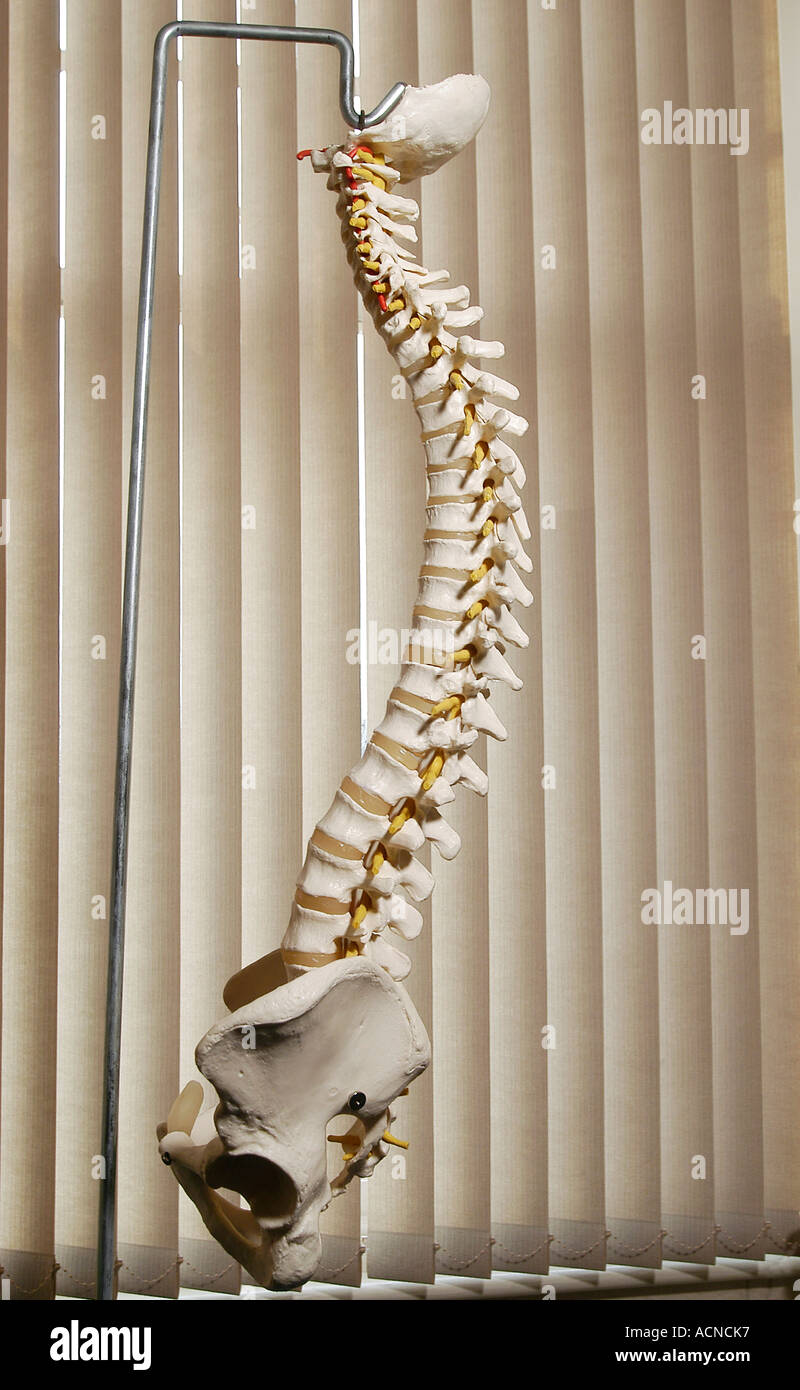Human spine model Stock Photo - Alamy