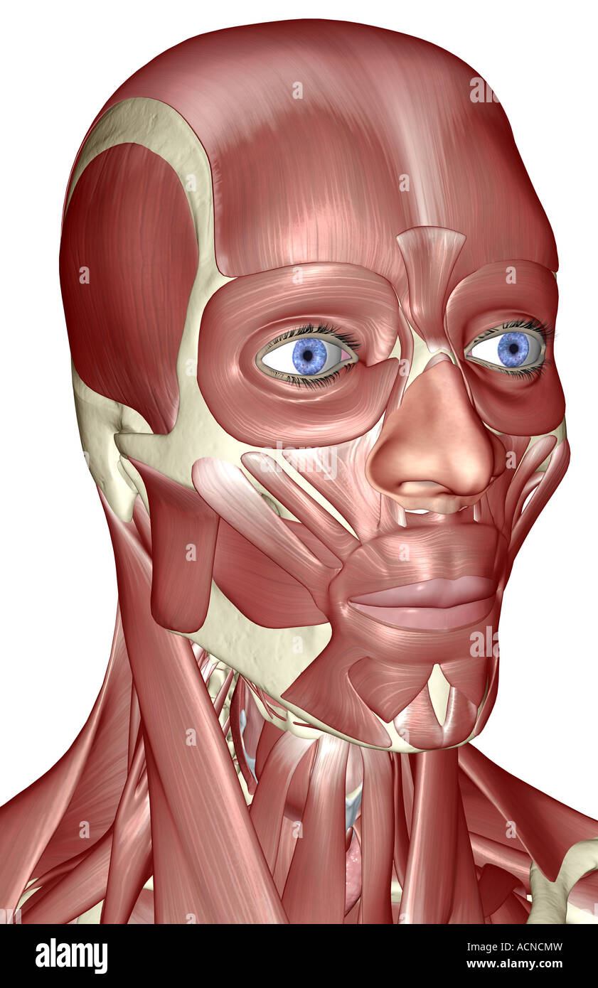 The muscles of the head and neck Stock Photo - Alamy