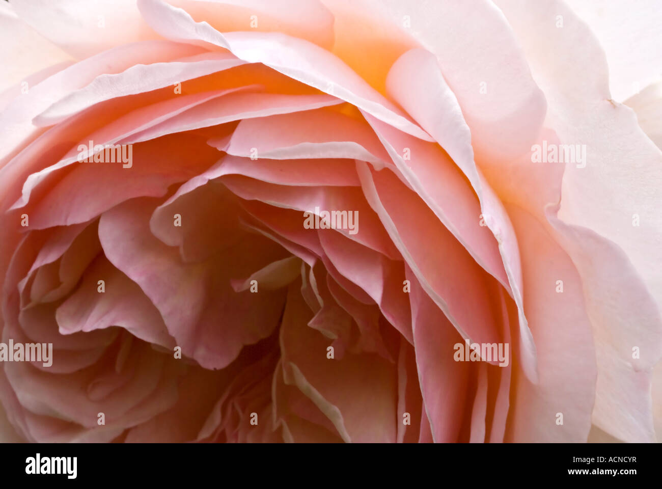 English Rose Austin Rose Sharifa Asma Rosa Stock Photo - Alamy