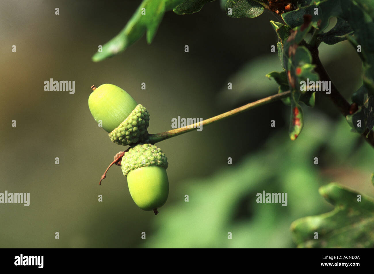 Pedunculate Oak Acorns Quercus robur Stock Photo - Alamy