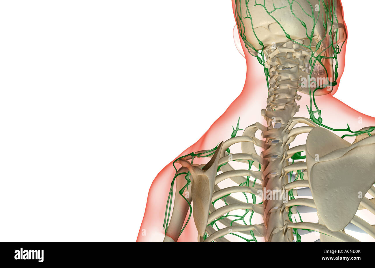 The lymph supply of the head and neck Stock Photo - Alamy