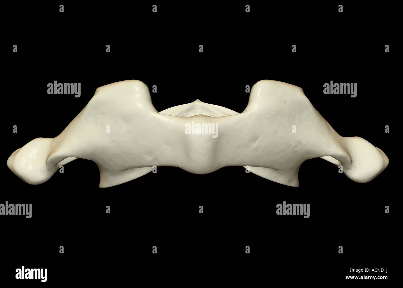 Anatomy atlas hi-res stock photography and images - Alamy