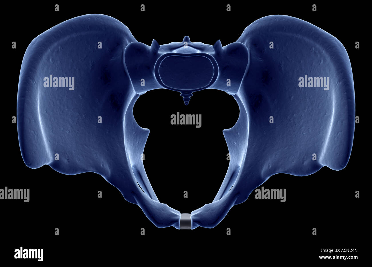 Pelvic Inlet High Resolution Stock Photography and Images - Alamy