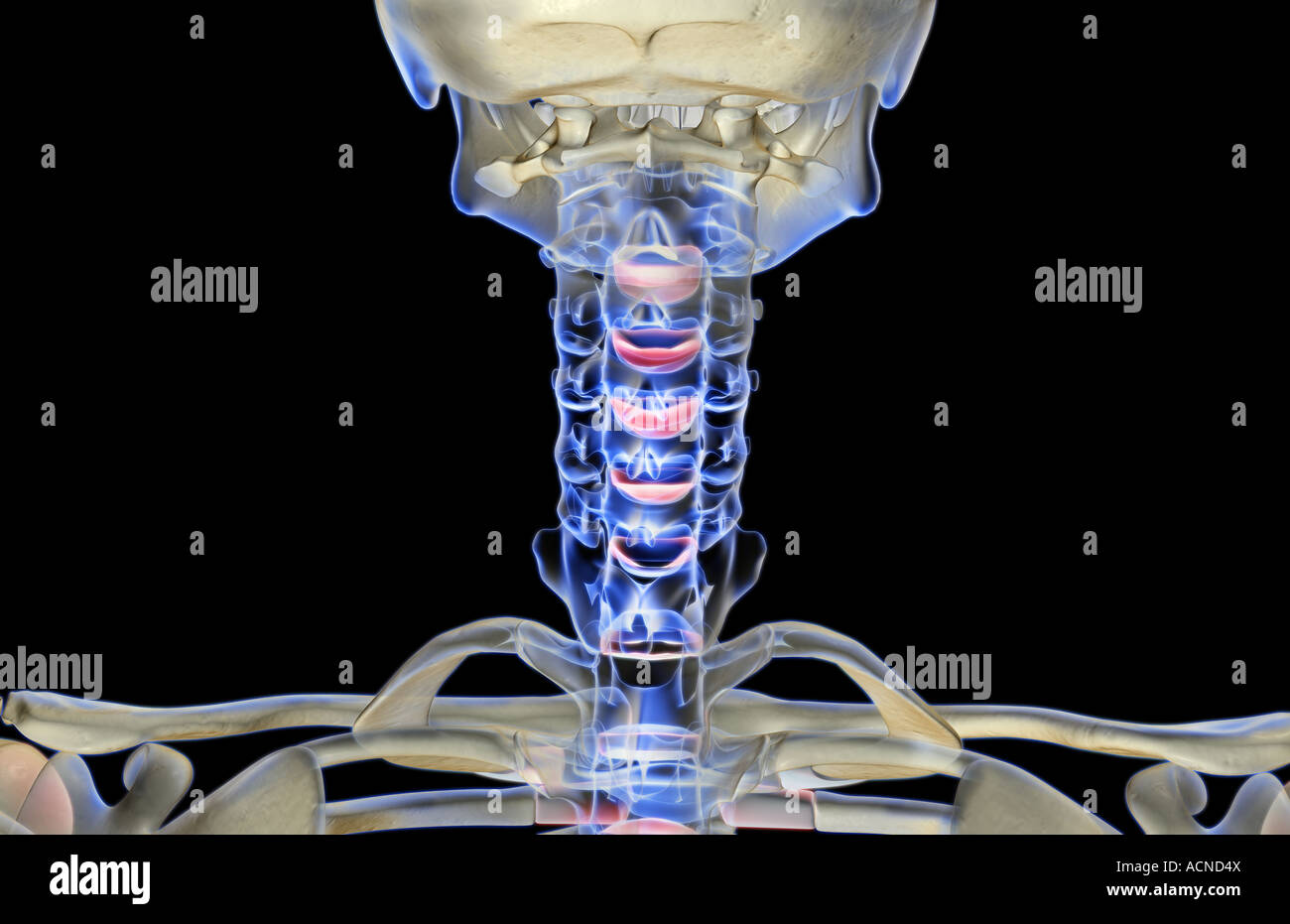 The bones of the neck Stock Photo - Alamy