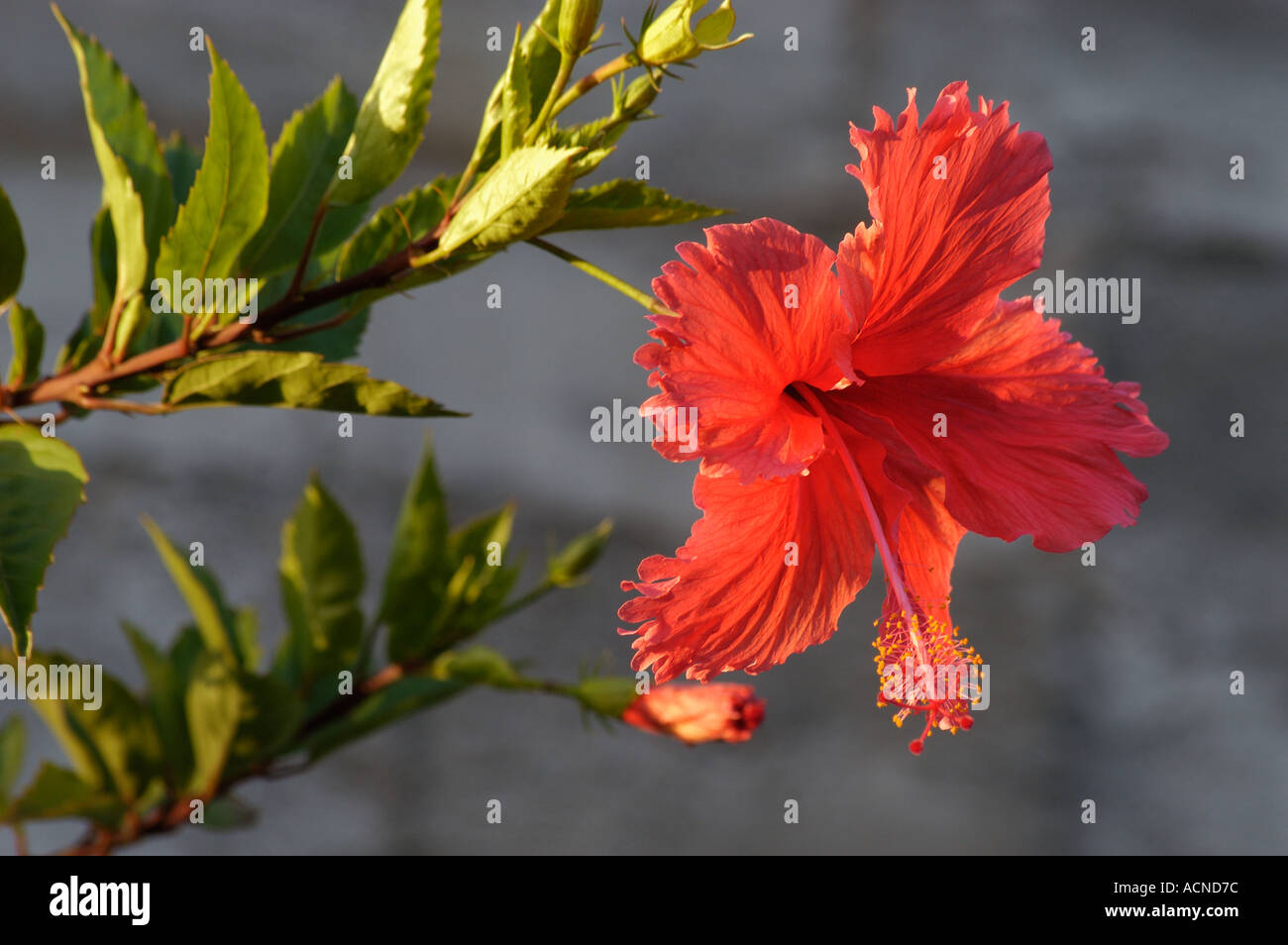 Hibiscus flower aesthetic hi-res stock photography and images - Alamy