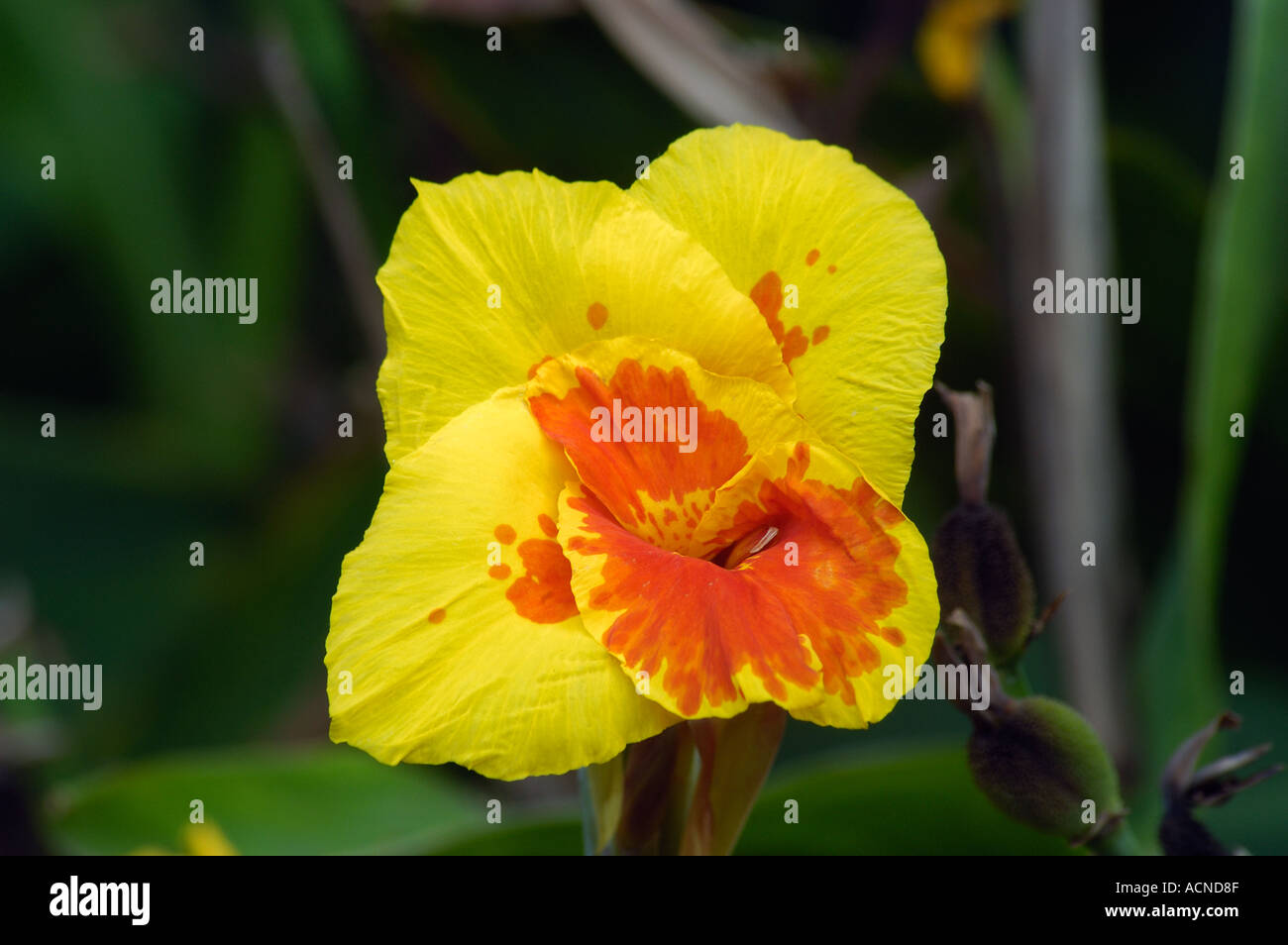 Vivid red iris hi-res stock photography and images - Alamy