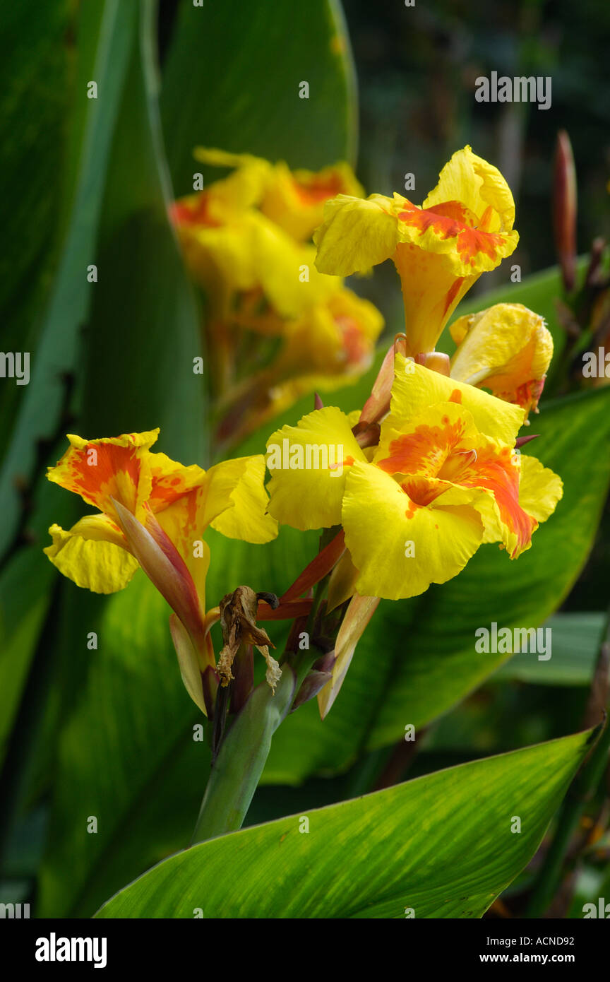 Vivid red iris hi-res stock photography and images - Alamy