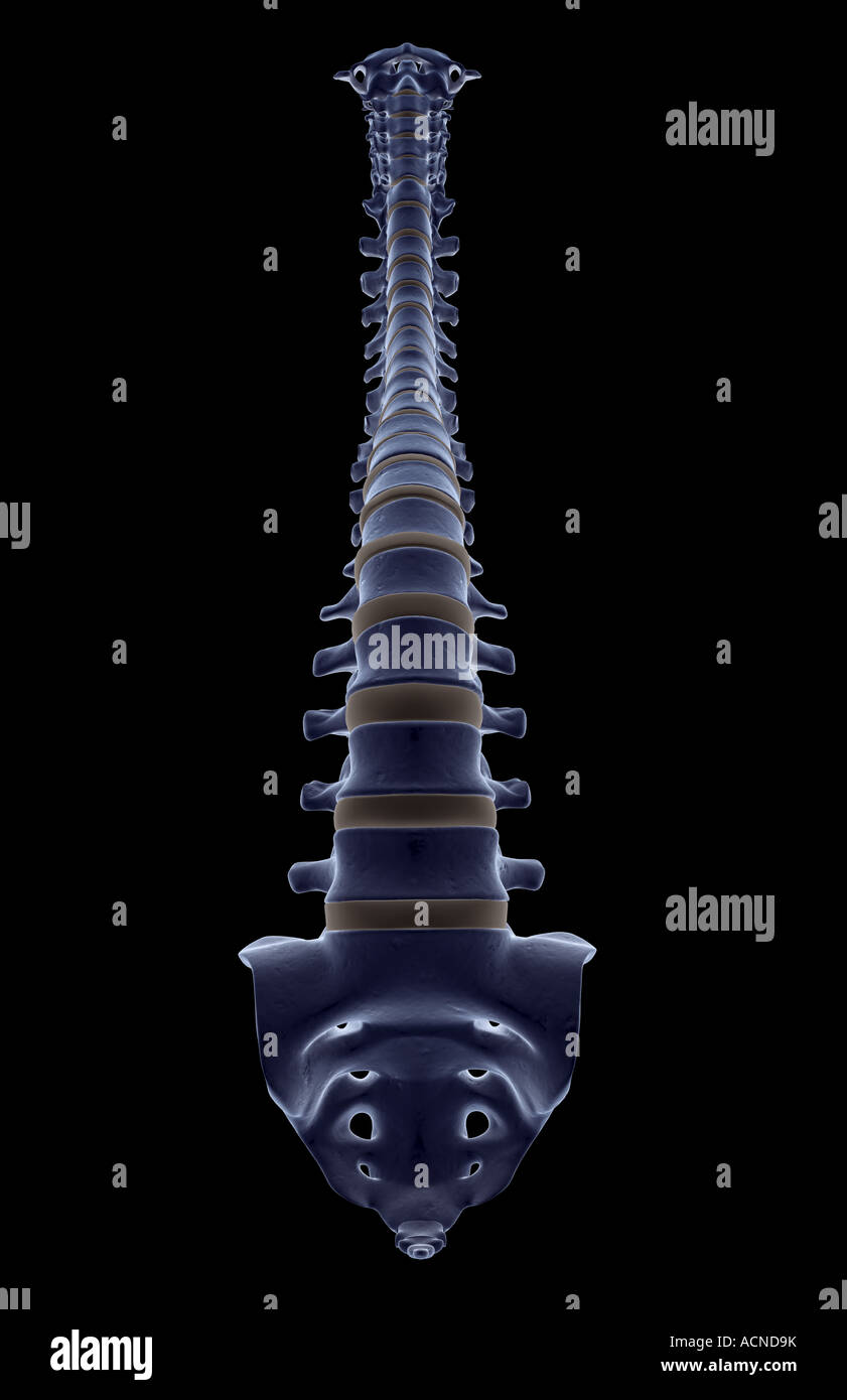The vertebral column Stock Photo - Alamy