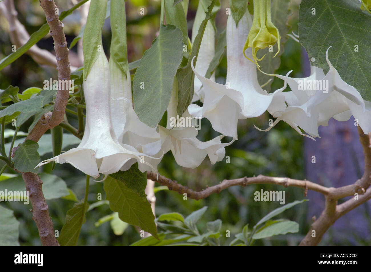 Flower Angels trumpet Stock Photo - Alamy