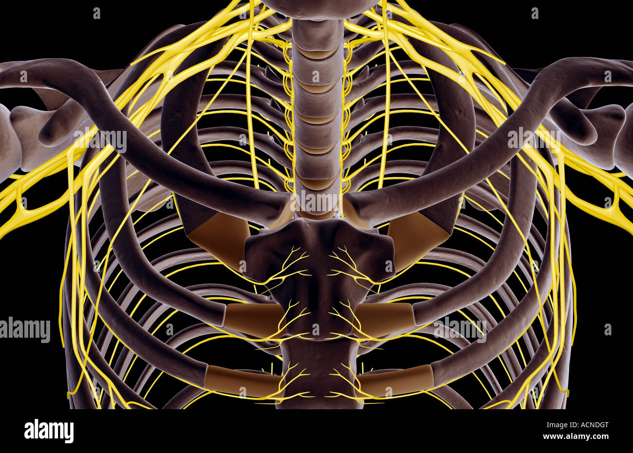 Brachial plexus anterior view hi-res stock photography and images - Alamy