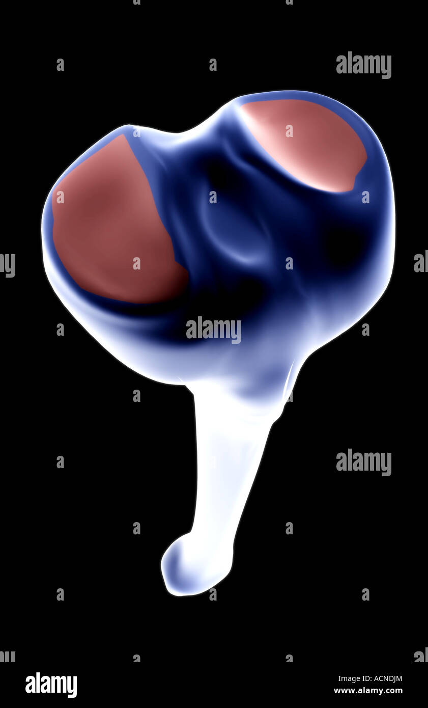 Lateral condyle of tibia hi-res stock photography and images - Alamy