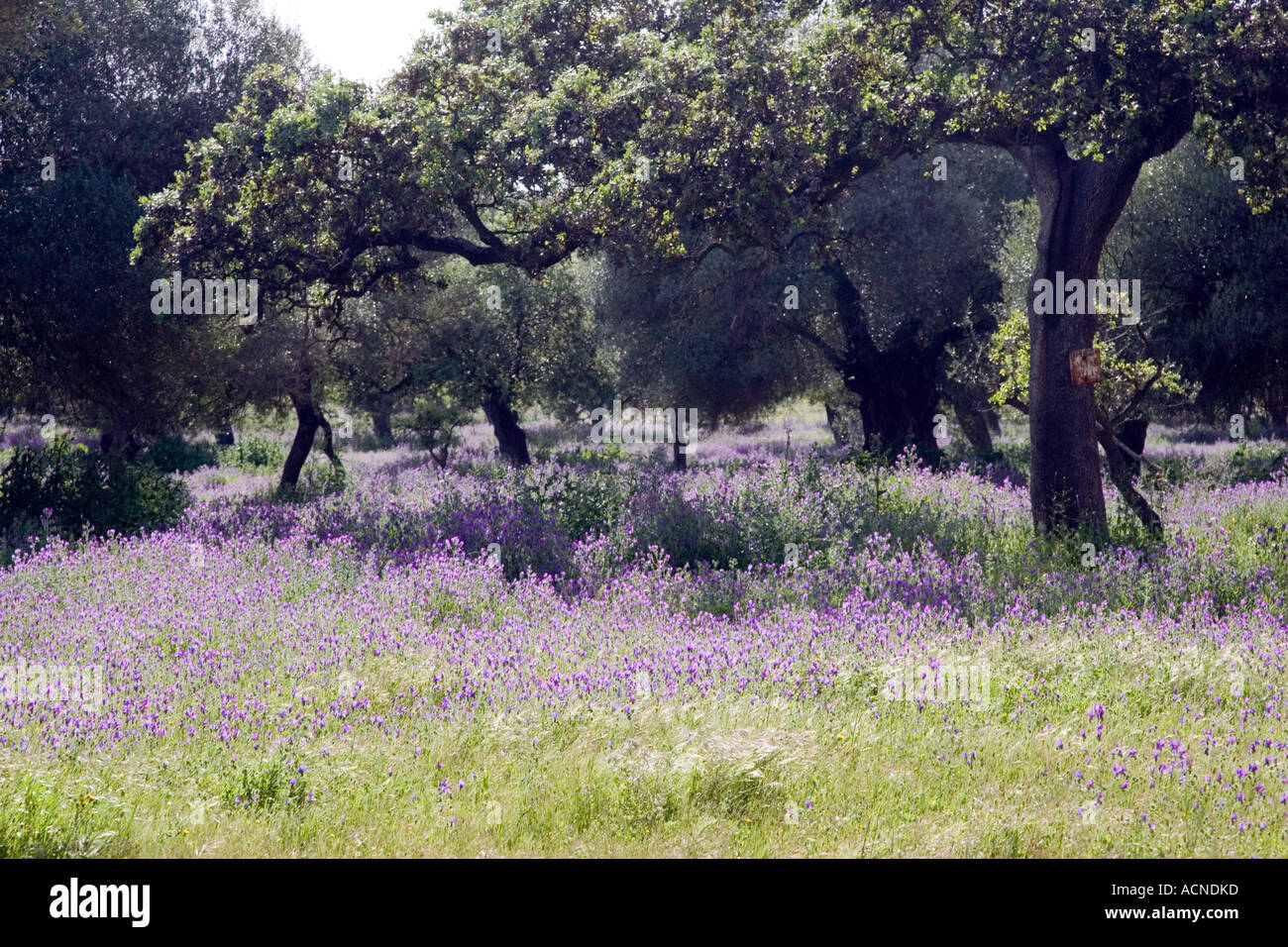 Andalusian springtime landscape Stock Photo - Alamy