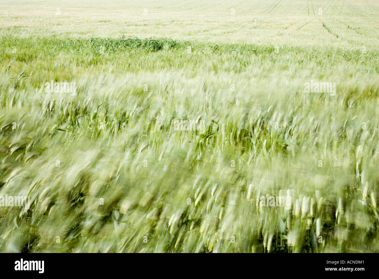 Wheat field on a windy day Stock Photo - Alamy