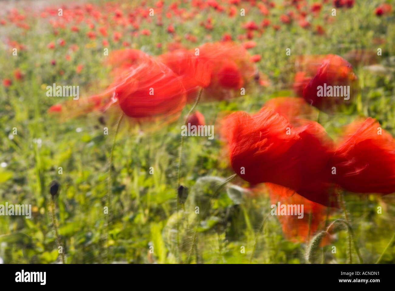 Waving flower hi-res stock photography and images - Alamy