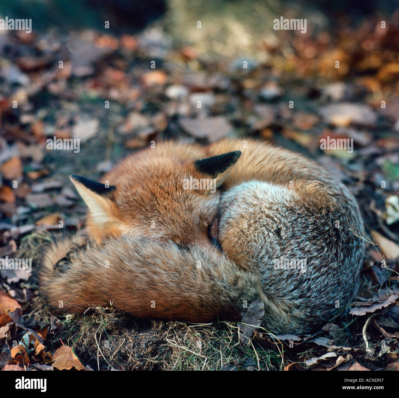Red fox vulpes vulpes adult animal sleeping hi-res stock photography ...