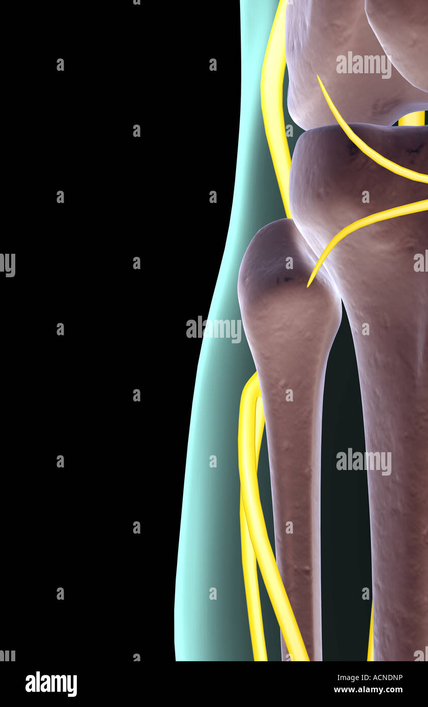 Nerves Knee Stock Photos & Nerves Knee Stock Images - Alamy