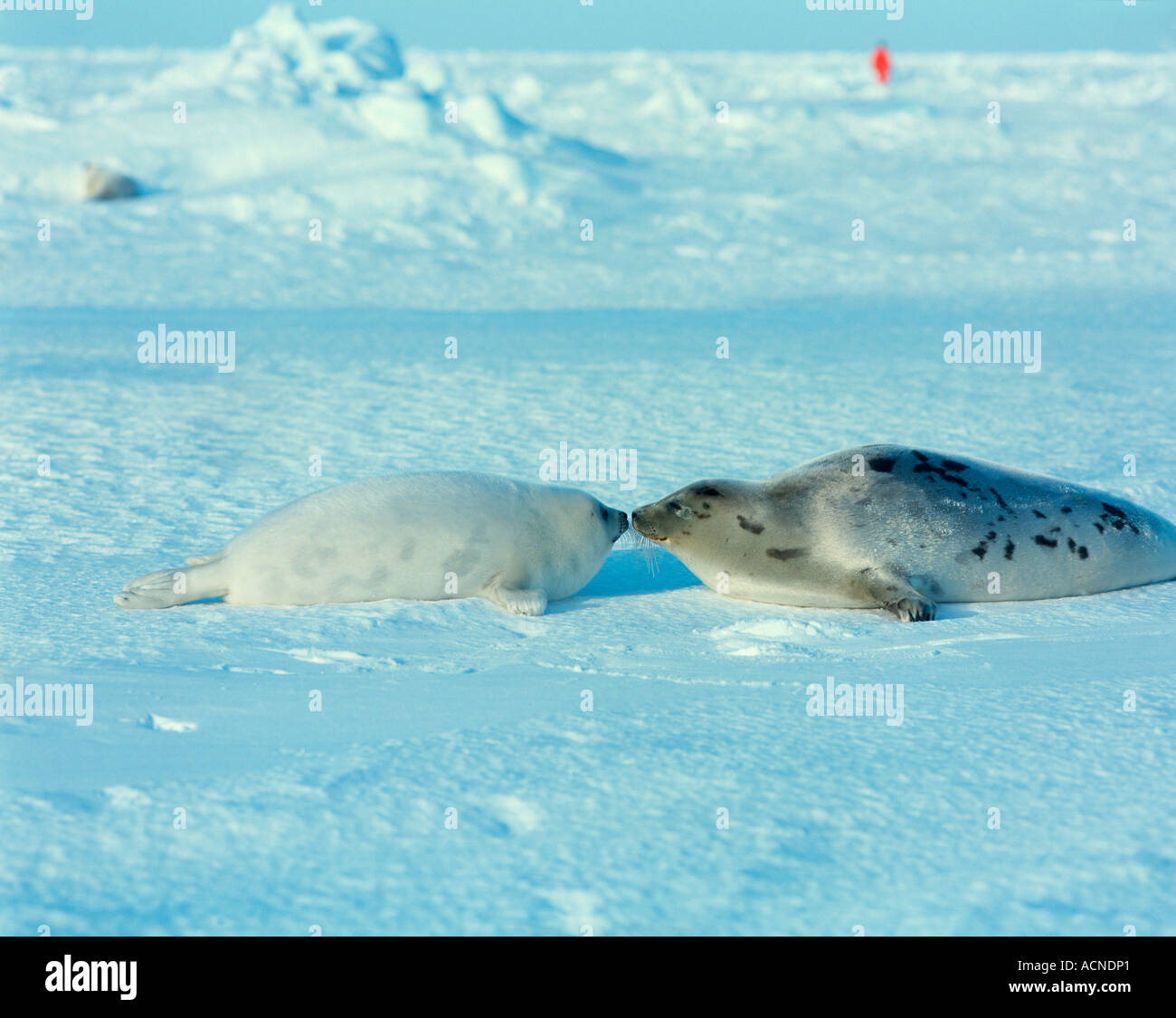 Harp Seal Stock Photo - Alamy