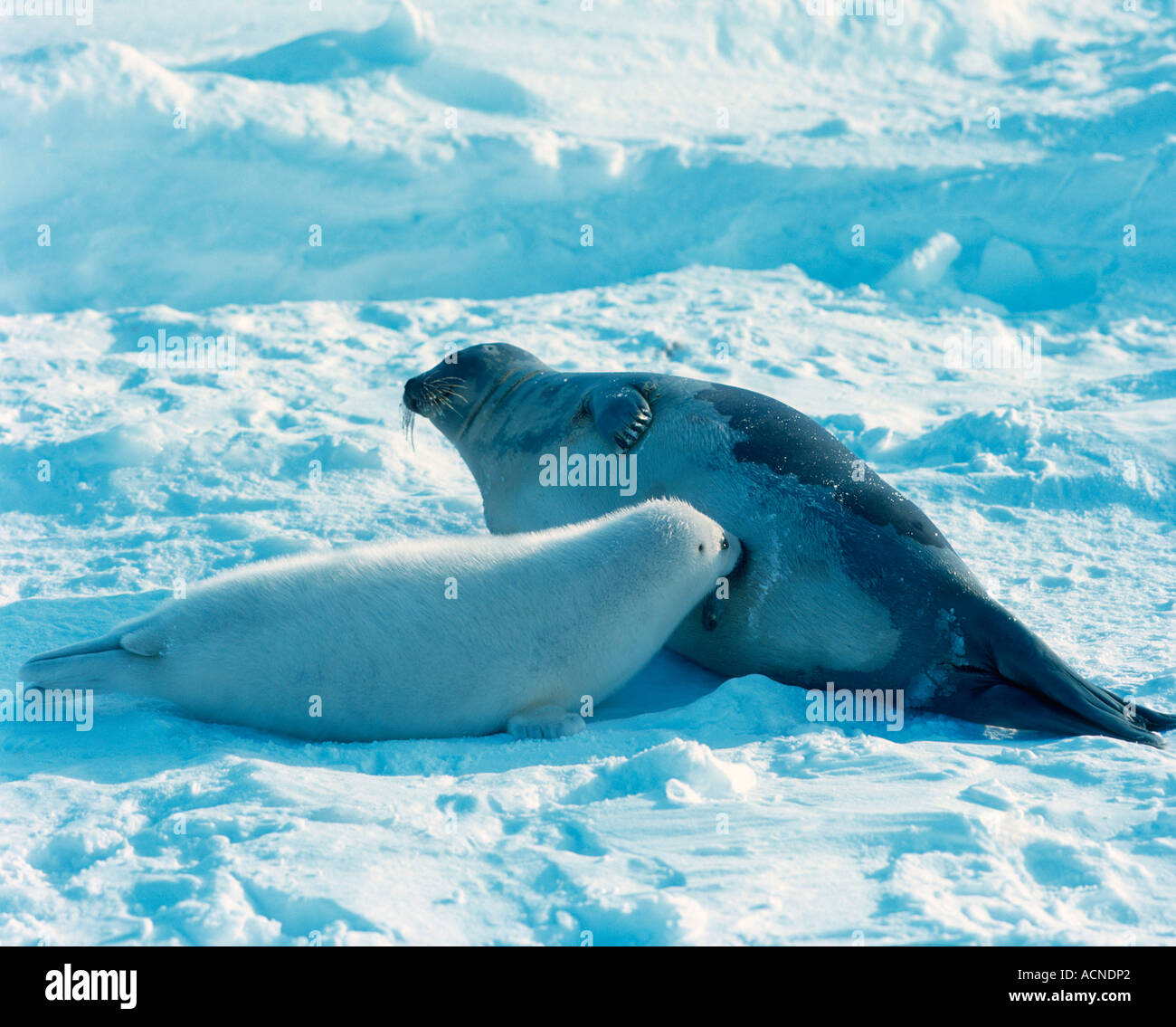 Harp Seal Stock Photo - Alamy