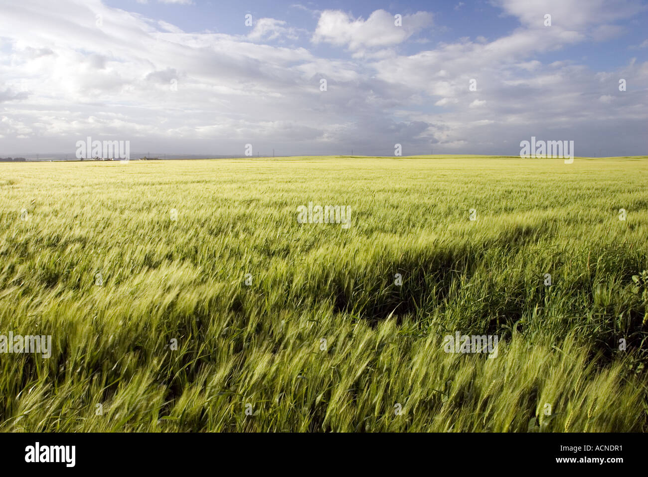 Wheat field, Andalusia, Spain Stock Photo - Alamy