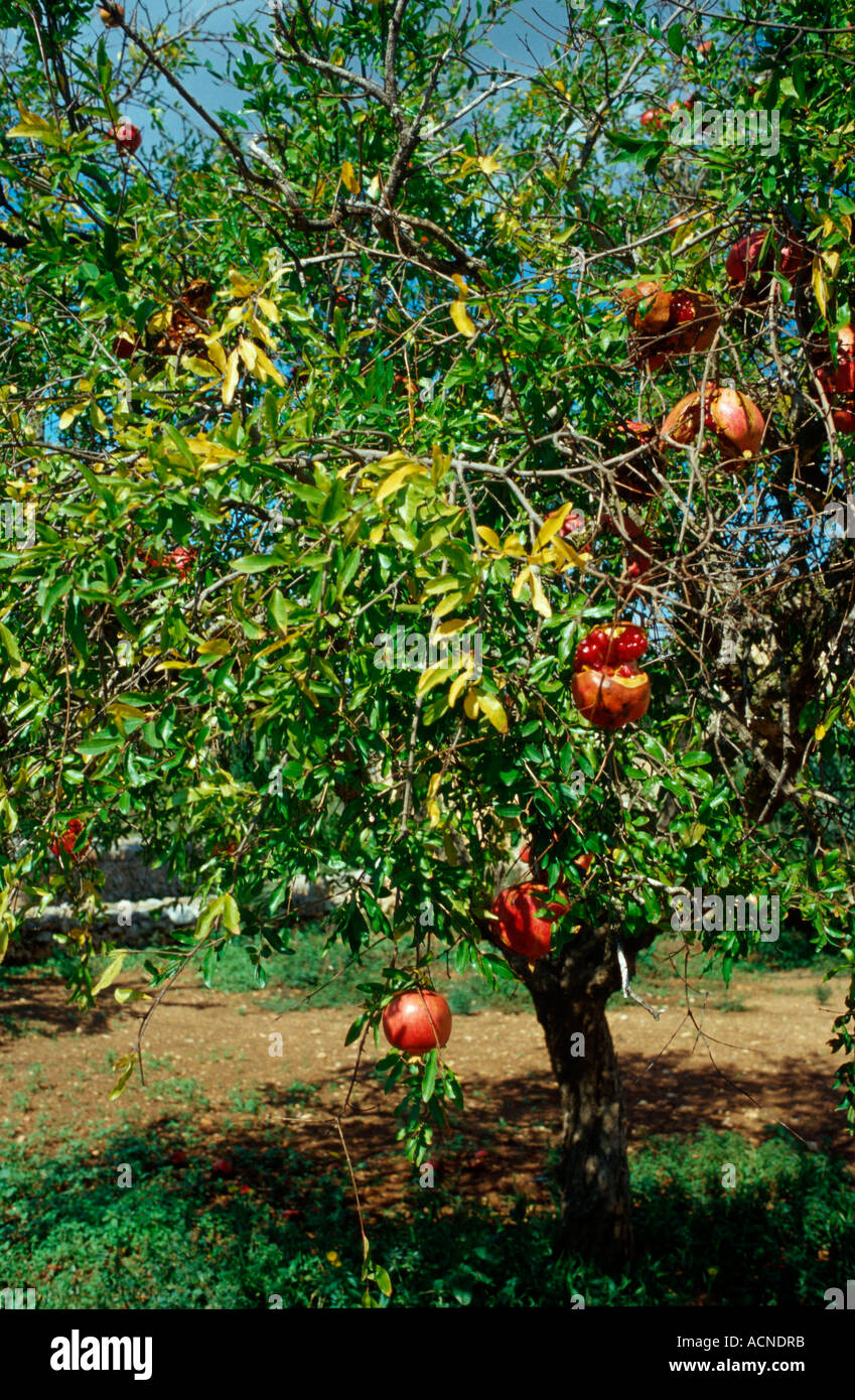 Pomegranate tree Stock Photo - Alamy