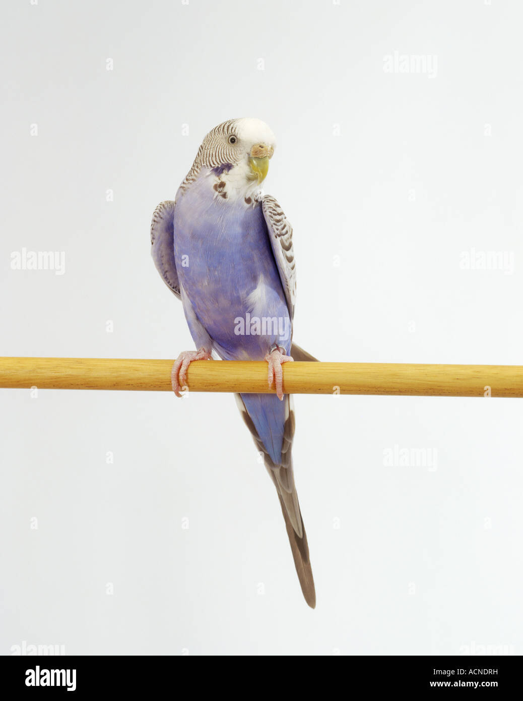 blue budgerigar on pole Melopsittacus undulatus Stock Photo - Alamy