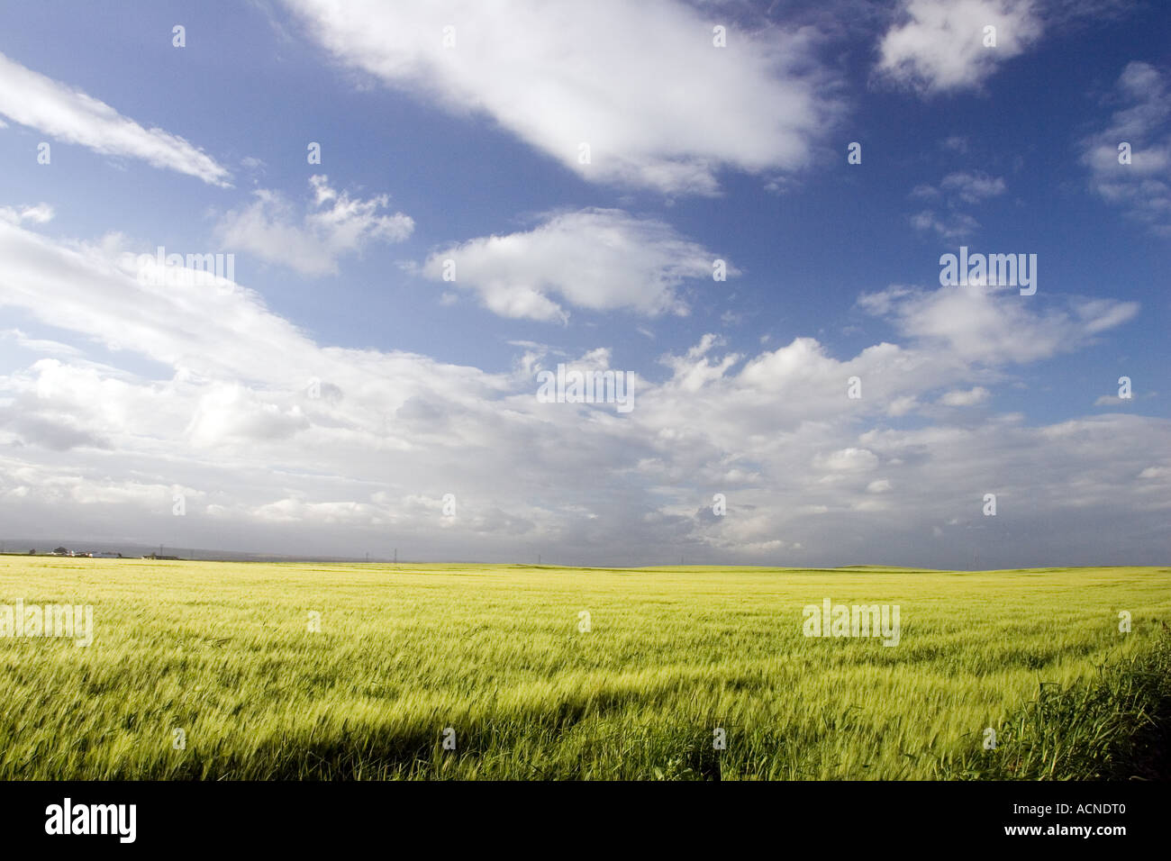 Wheat field, Andalusia Stock Photo - Alamy