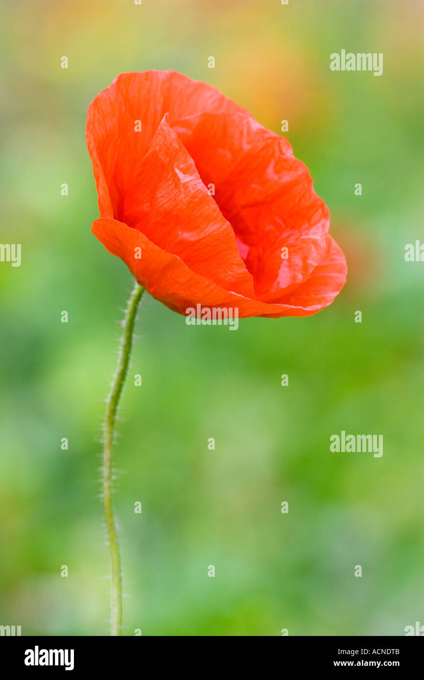 Single poppy with softly blurred background Stock Photo - Alamy