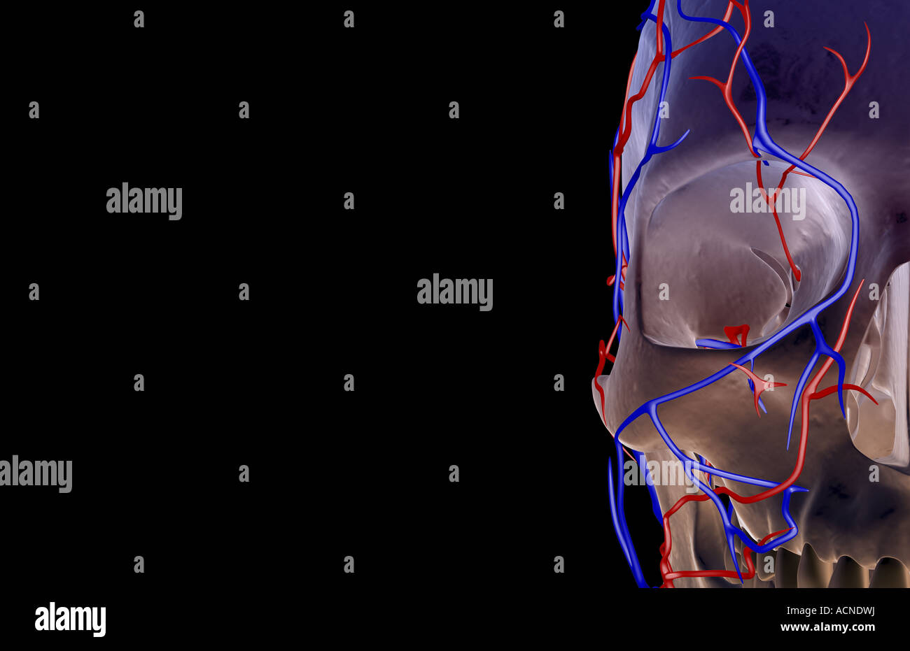The blood supply of the face Stock Photo - Alamy