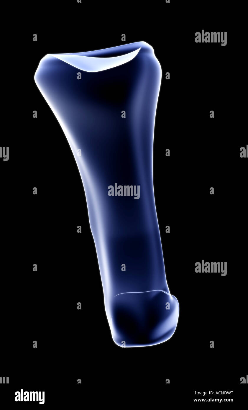 The bones of the fingers Stock Photo - Alamy