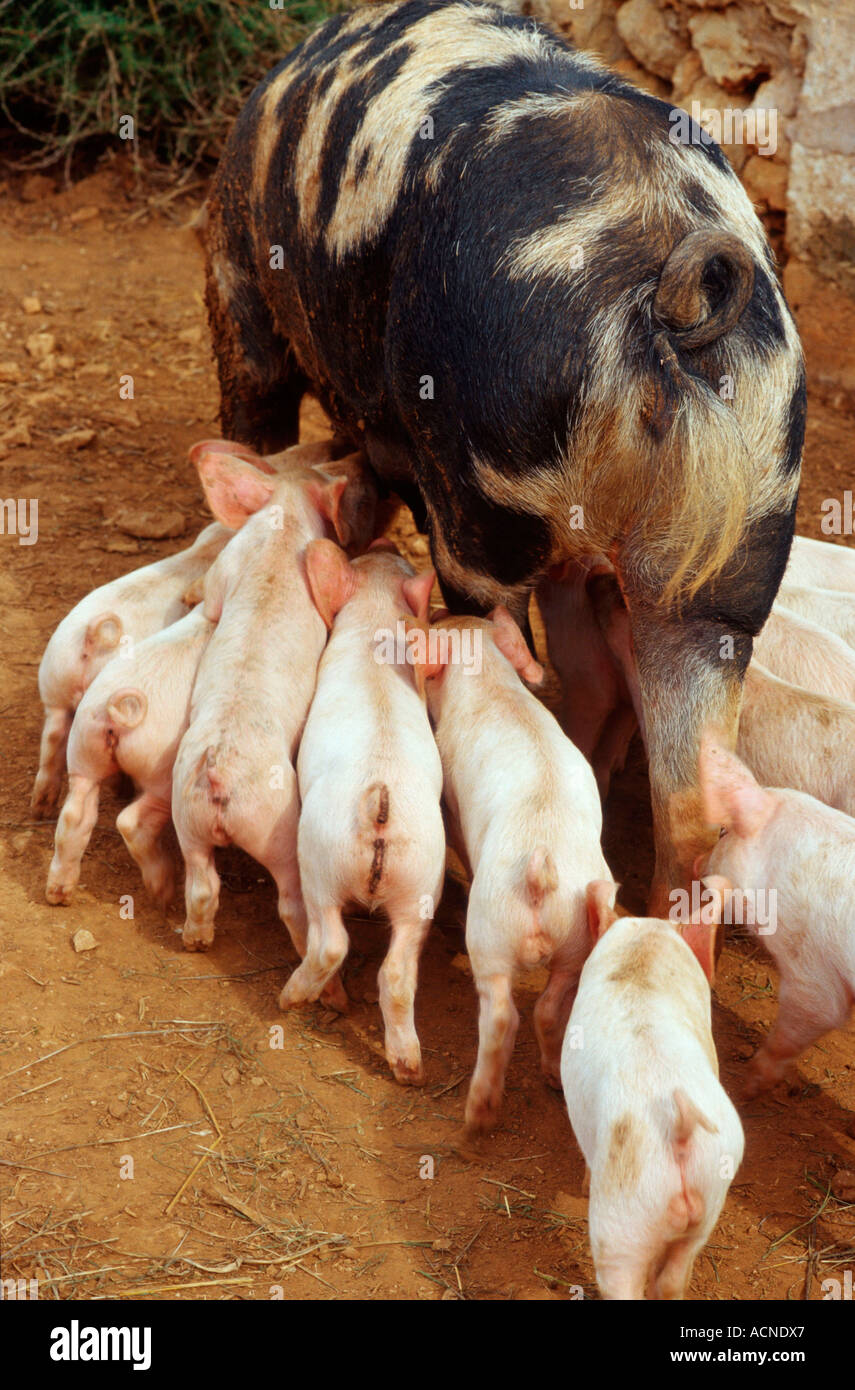 Domestic Pig Stock Photo - Alamy