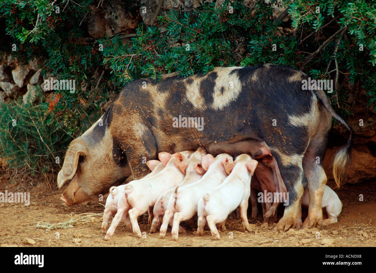 Domestic Pig Stock Photo - Alamy