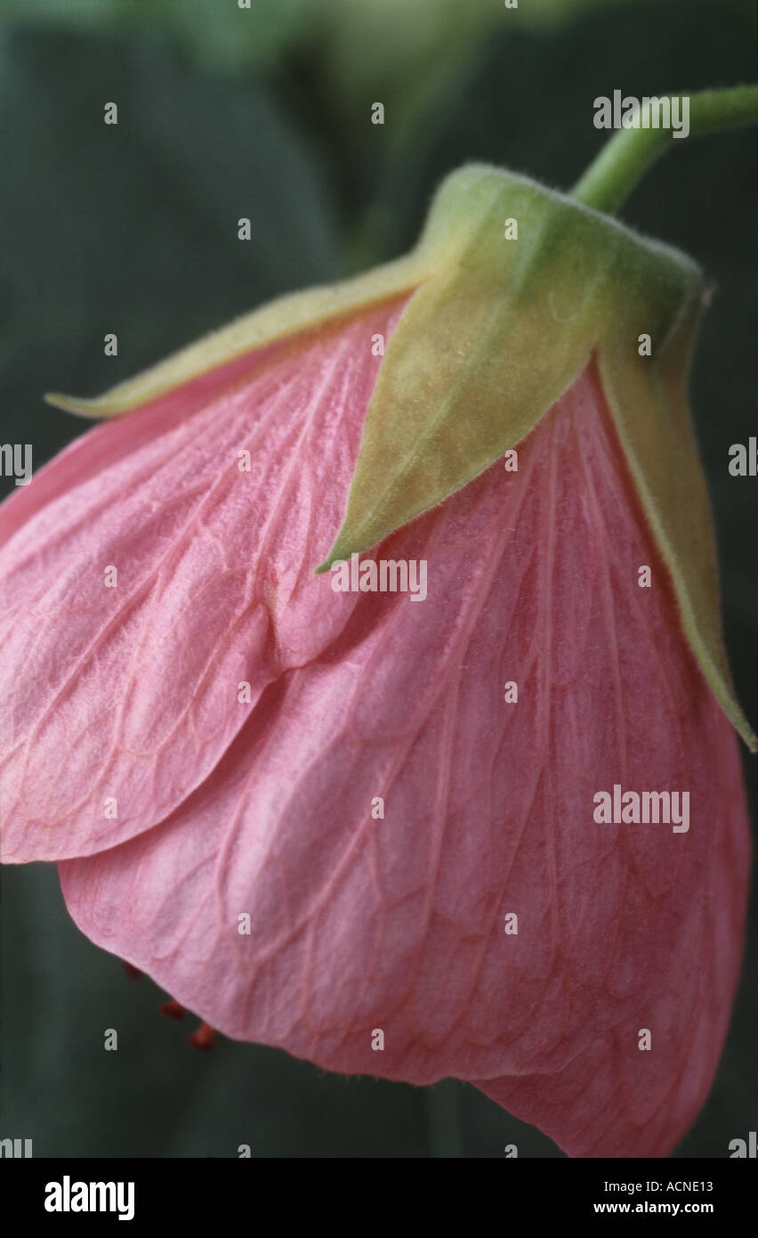 Abutilon 'Helen'. Flowering maple, Indian mallow, Parlour maple Stock ...