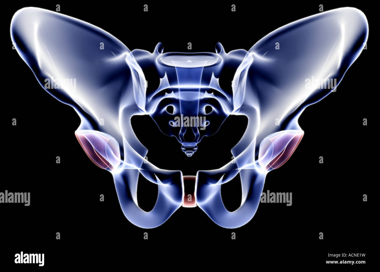 Pelvic Inlet High Resolution Stock Photography and Images - Alamy