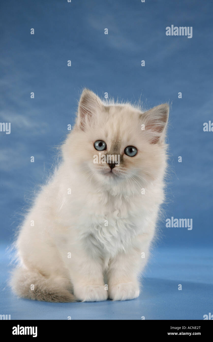 Sacred cat of Burma - kitten - sitting Stock Photo - Alamy