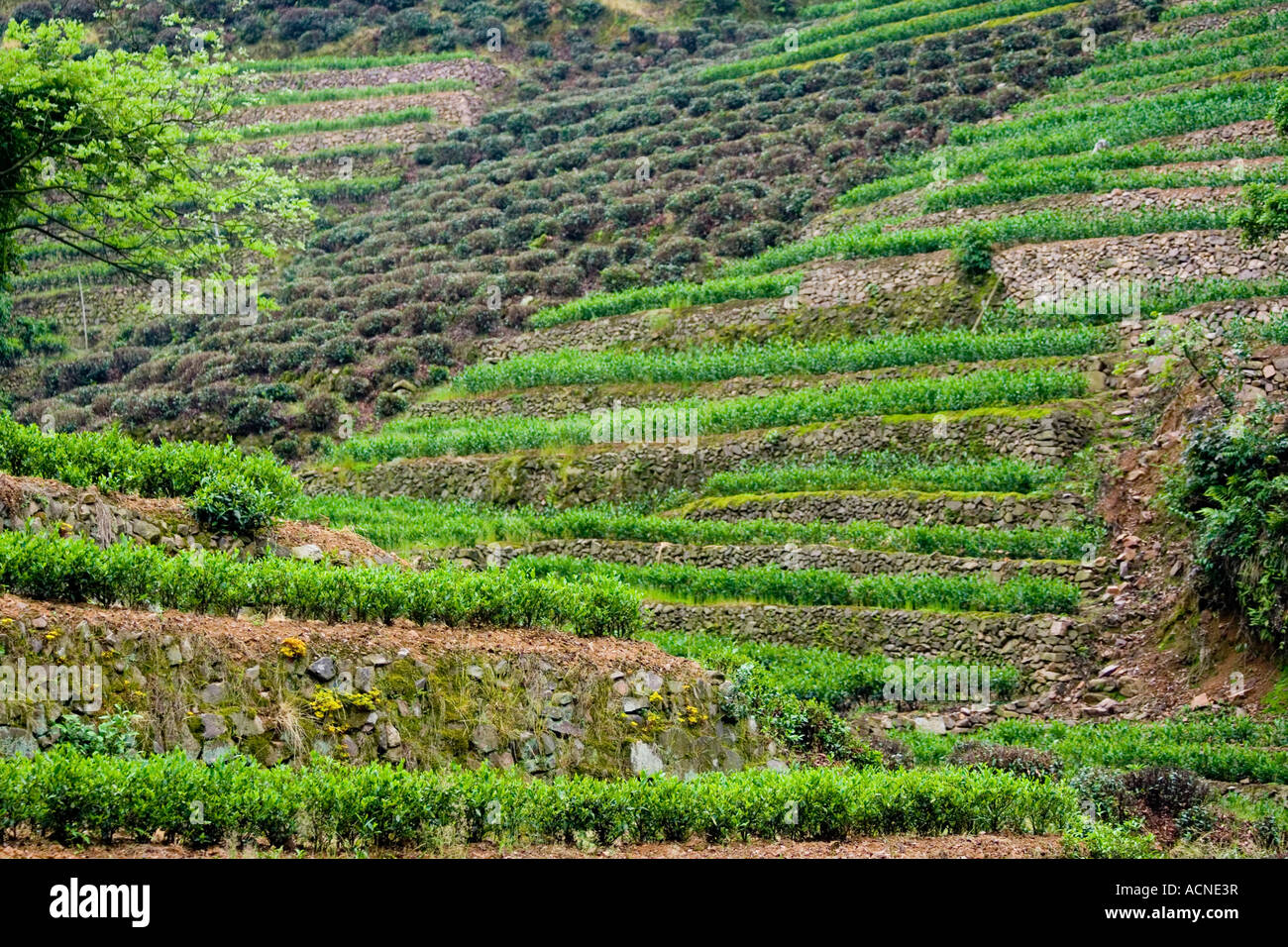 Longjing Green Tea Terrace Fields Longjing Village Hangzhou China Stock ...