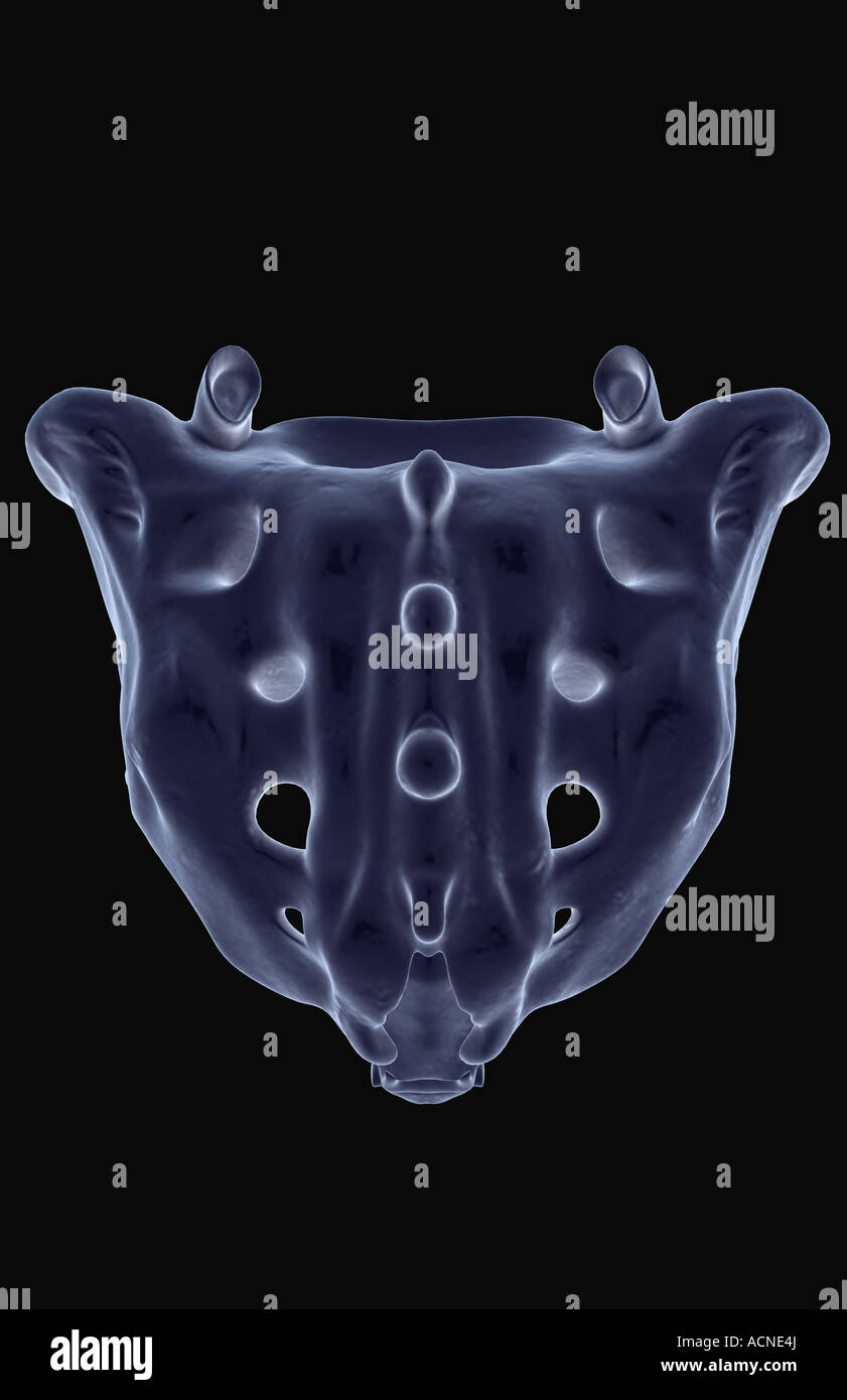 Sacral foramen hi-res stock photography and images - Alamy