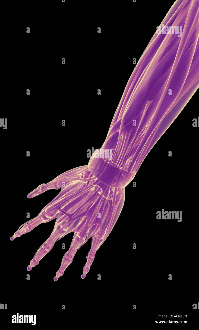 The muscles of the forearm Stock Photo - Alamy