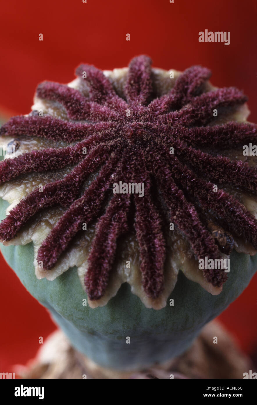 Oriental poppy papaver bracteatum hi-res stock photography and images ...