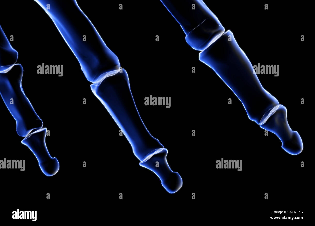 The bones of the fingers Stock Photo - Alamy