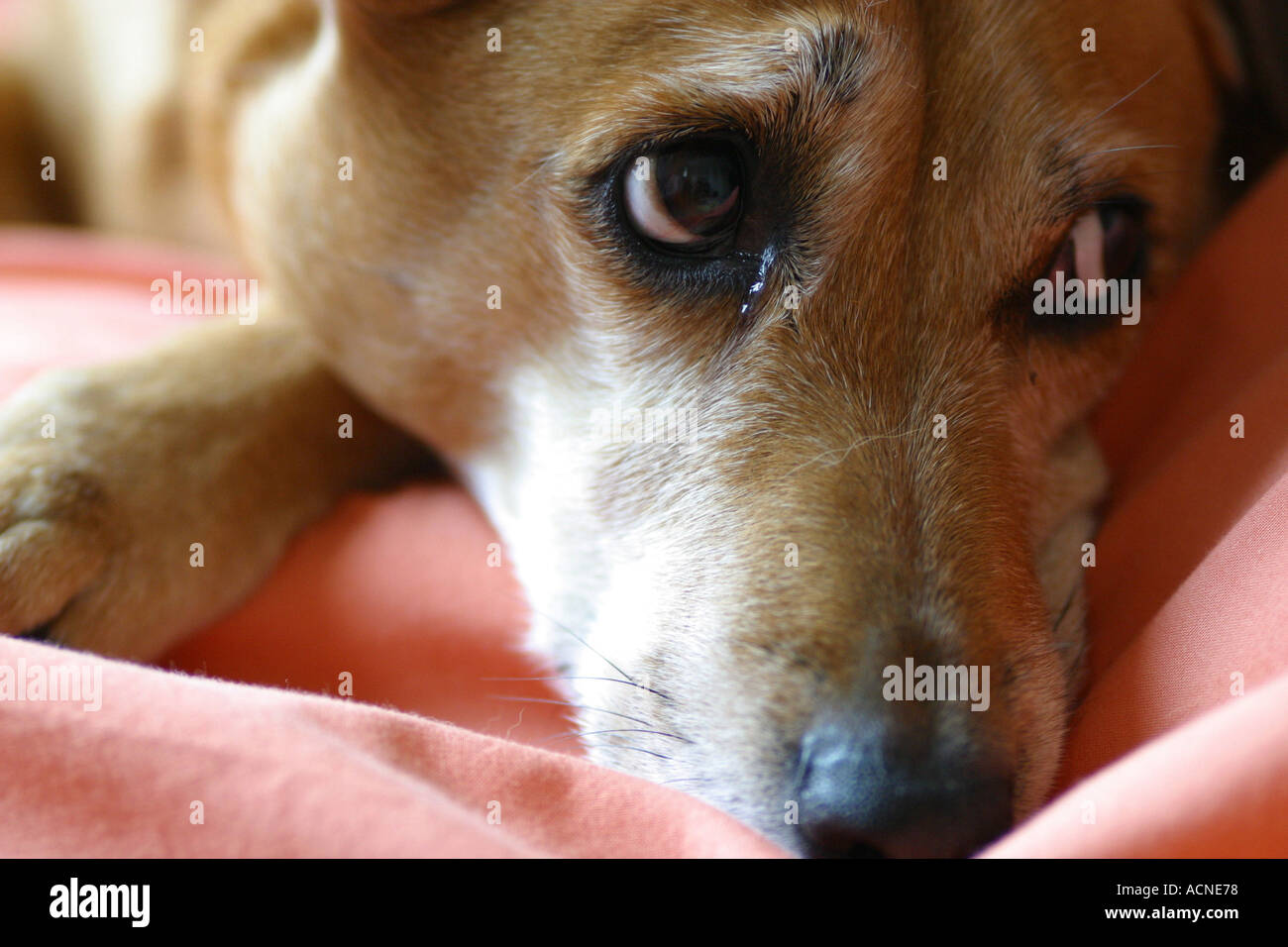 Guilty look from a dog Stock Photo - Alamy