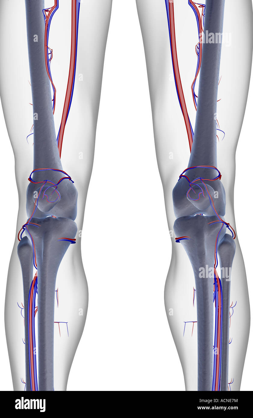 Anterior Tibial Vein