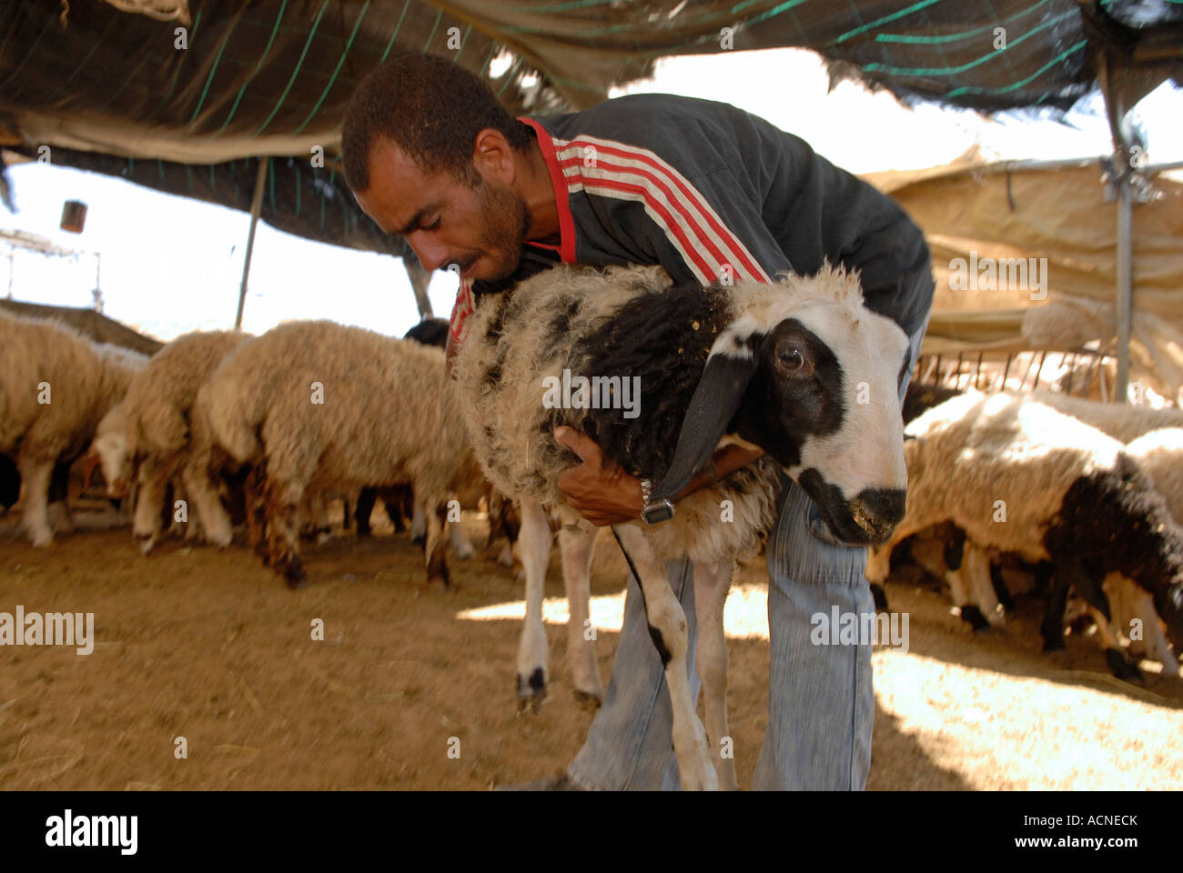 Palestinian man carrying a sheep in a cave hamlet compound of a unique ...