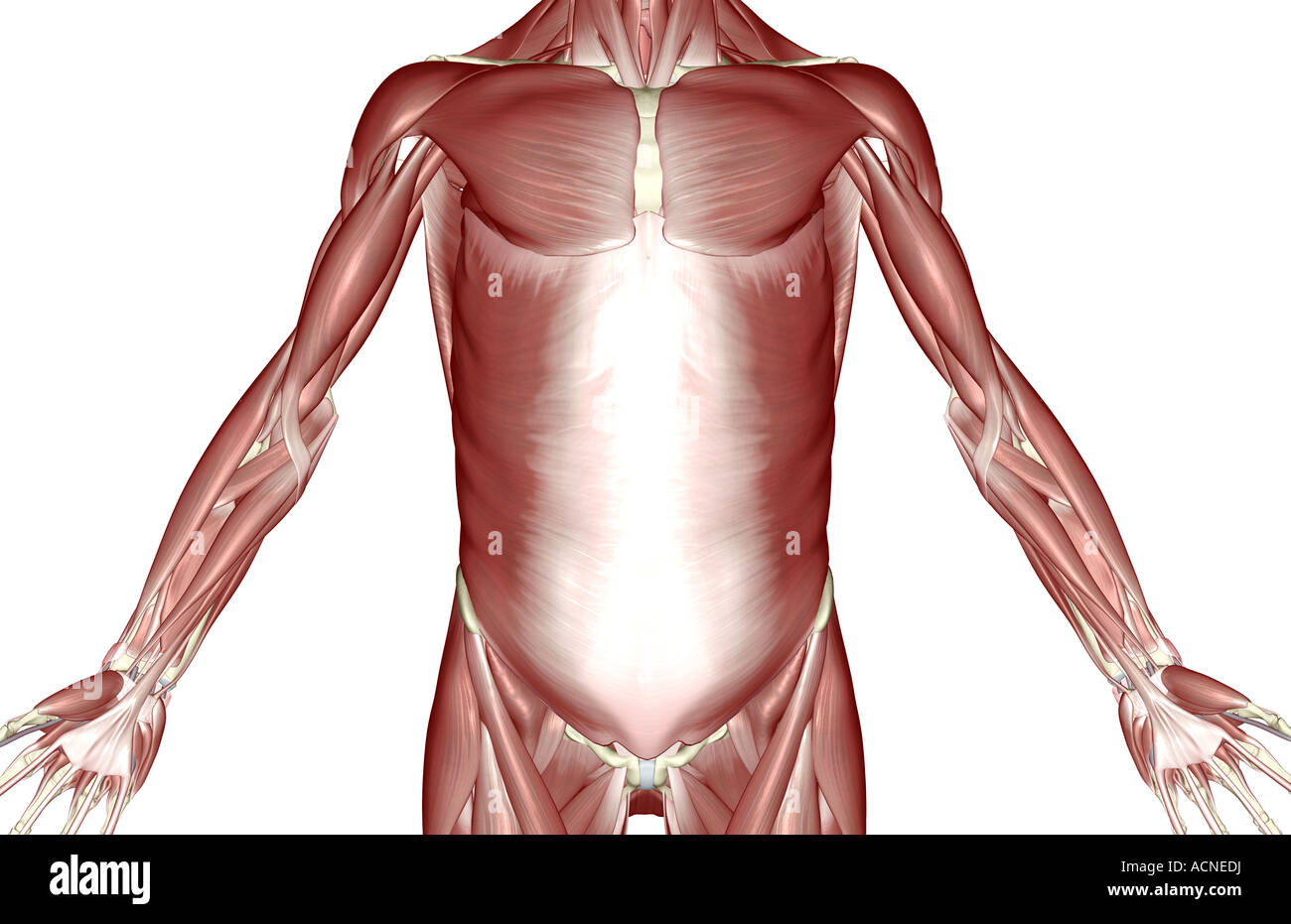 The muscles of the trunk Stock Photo - Alamy