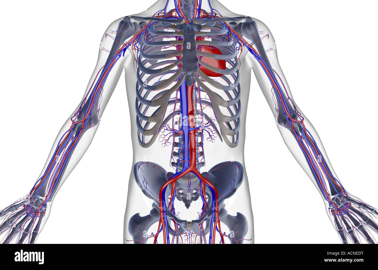 The blood supply of the trunk Stock Photo - Alamy